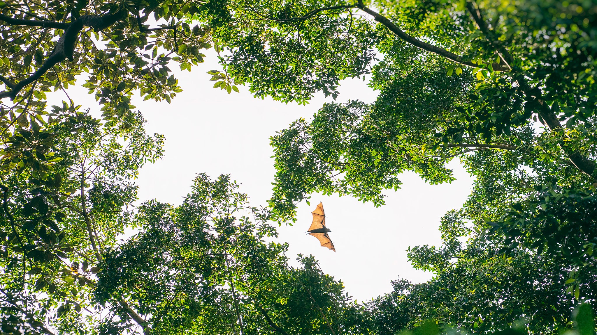 Flying Fox & Figtrees – Peter Izzard Fine Art Photography