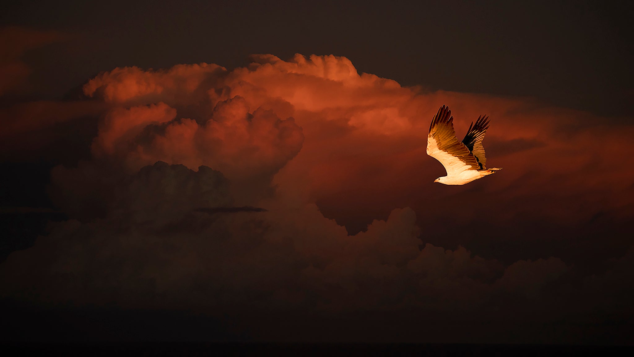 Surf Swan - Fine art print by Peter Izzard Fine Art Photography